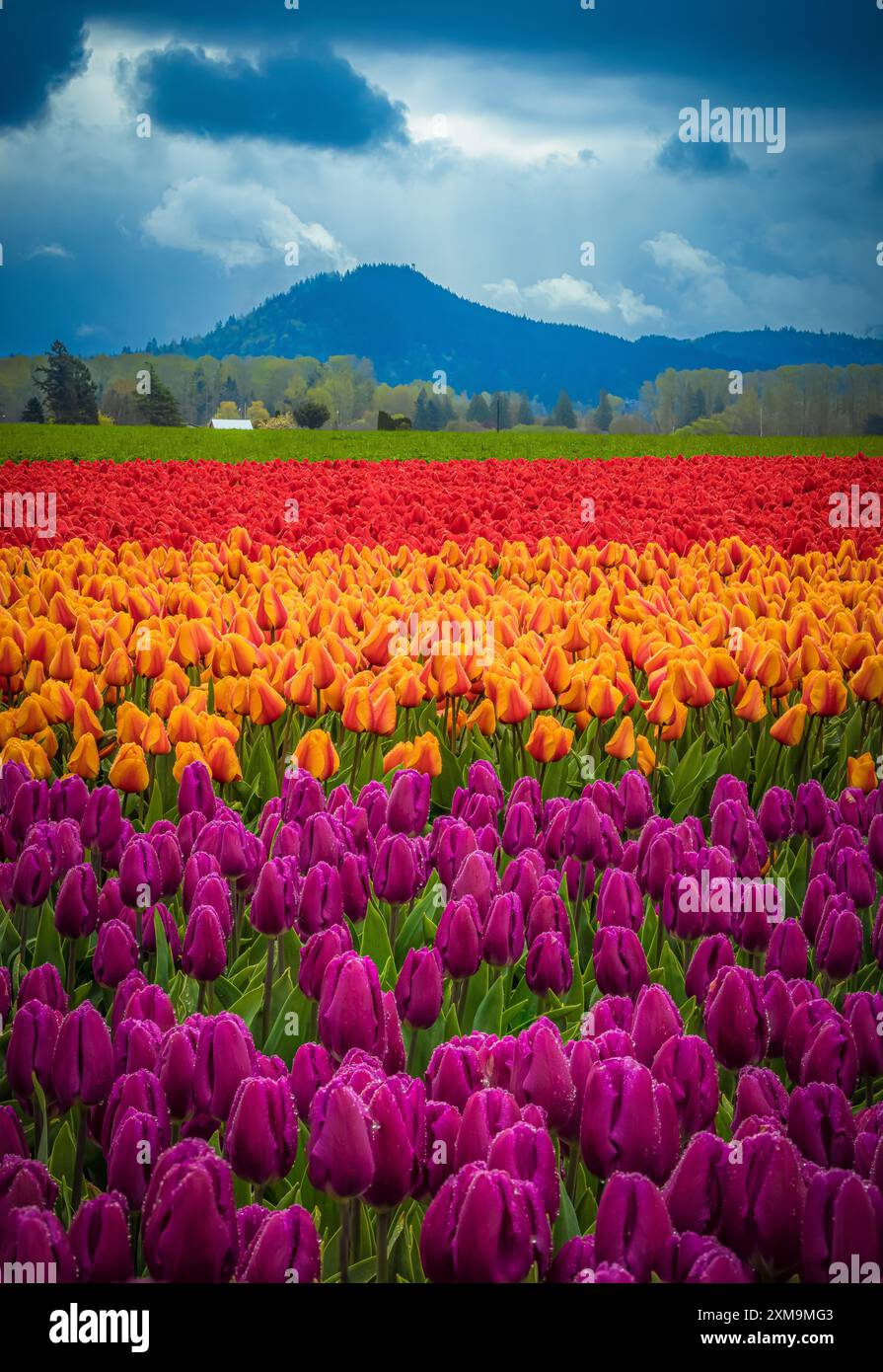 The Skagit Valley Tulip Festival is a tulip festival in the Skagit ...