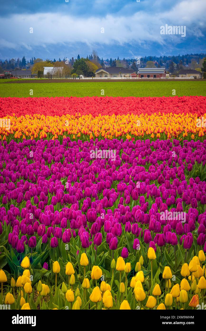 The Skagit Valley Tulip Festival is a tulip festival in the Skagit ...