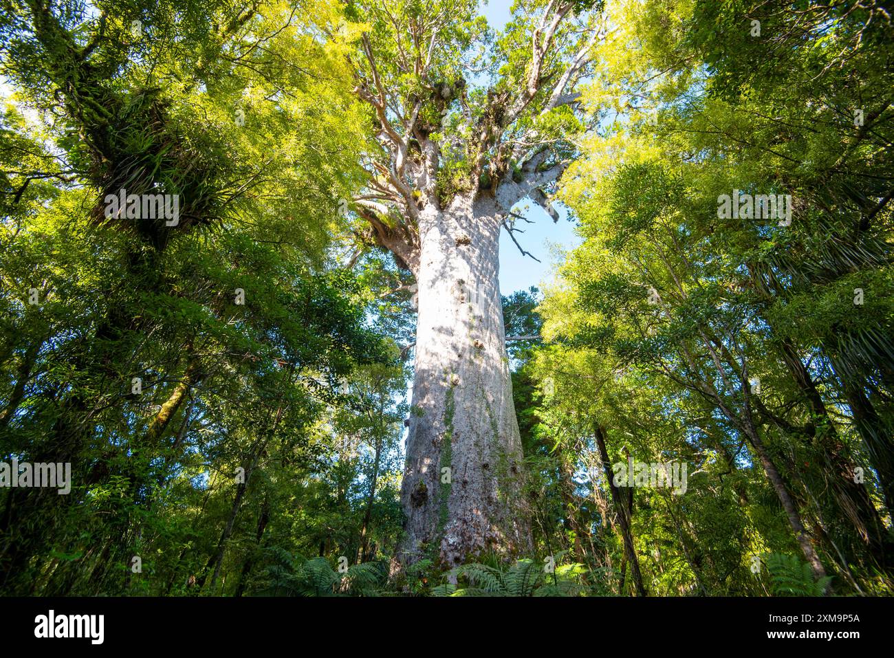 Tane mahuta hi-res stock photography and images - Alamy