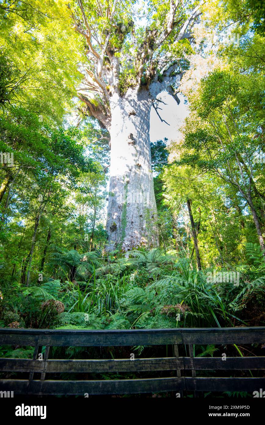 Tane mahuta new zealand hi-res stock photography and images - Alamy