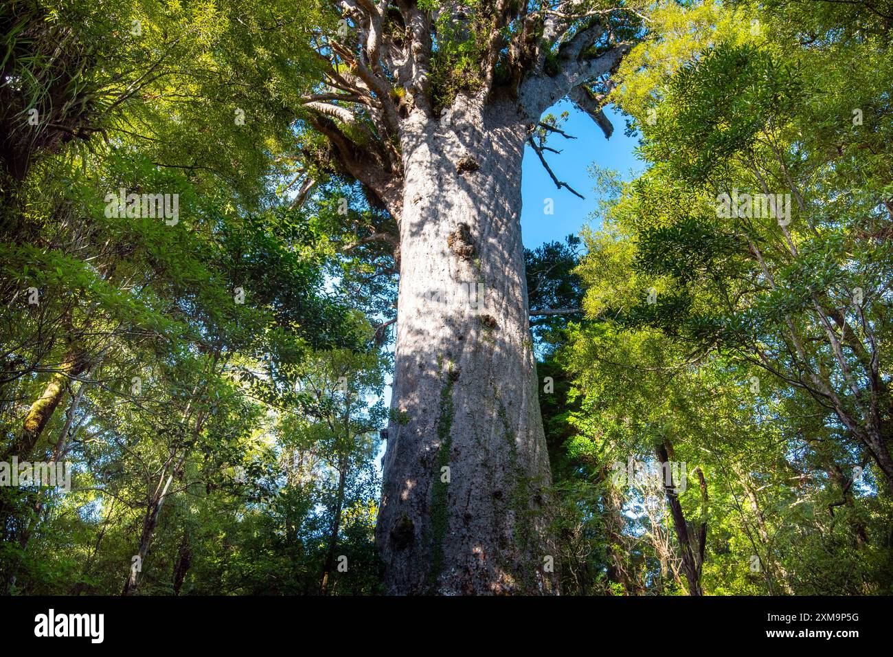Tane Mahuta Kauri Tree - New Zealand Stock Photo - Alamy