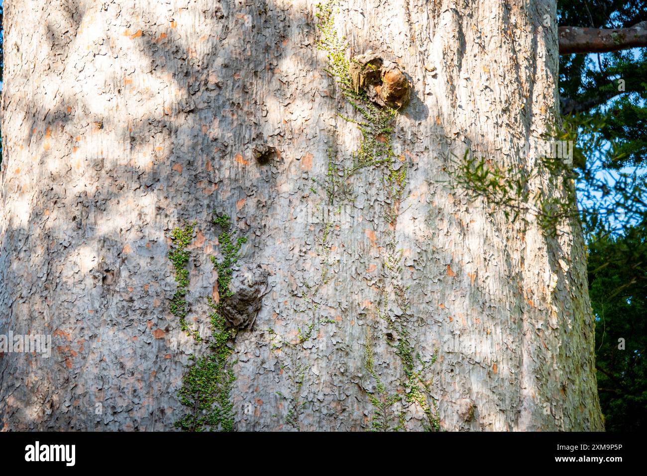 Tane Mahuta Kauri Tree - New Zealand Stock Photo - Alamy