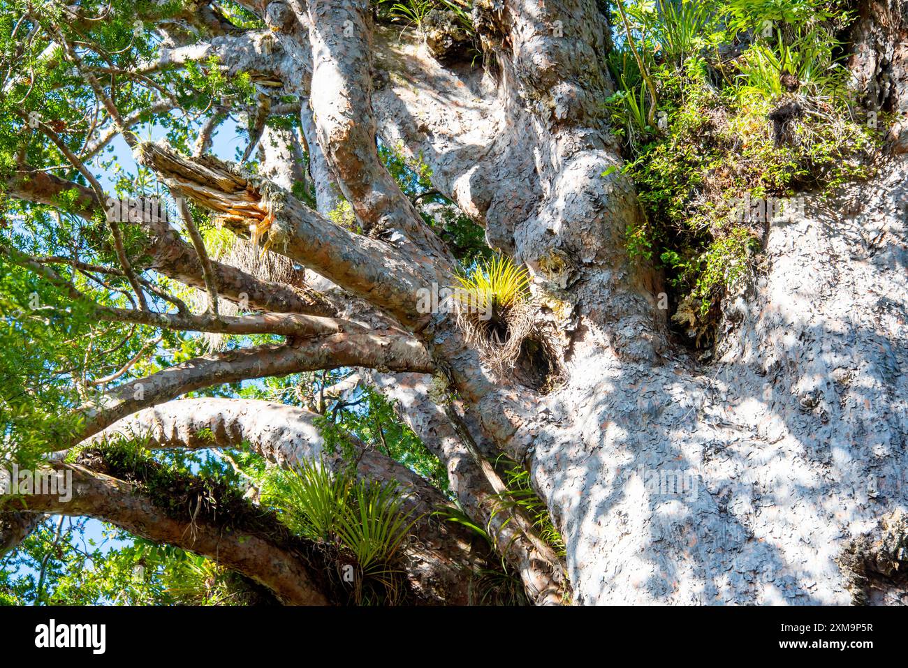 Tane Mahuta Kauri Tree - New Zealand Stock Photo - Alamy