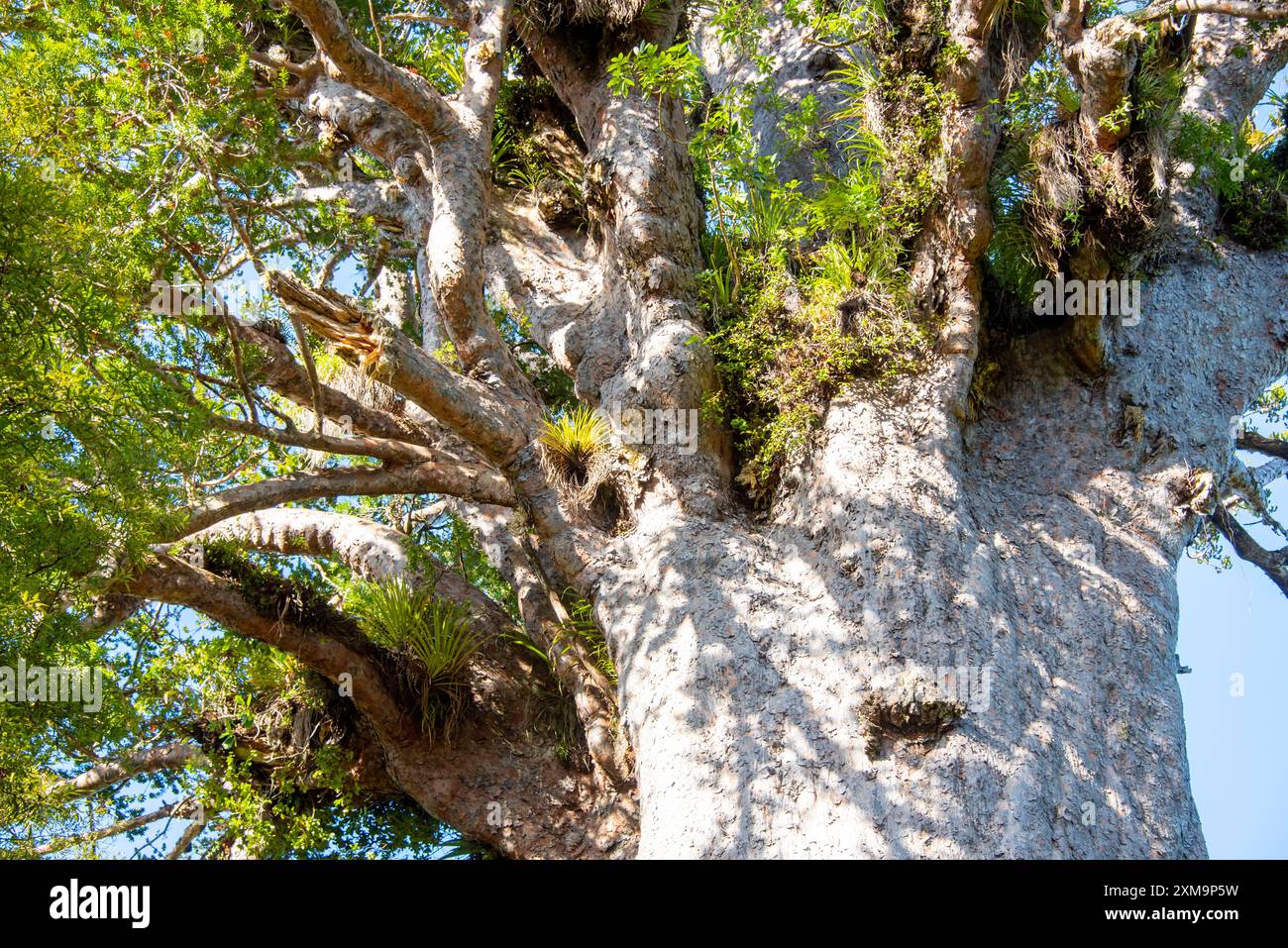 Tane Mahuta Kauri Tree - New Zealand Stock Photo - Alamy