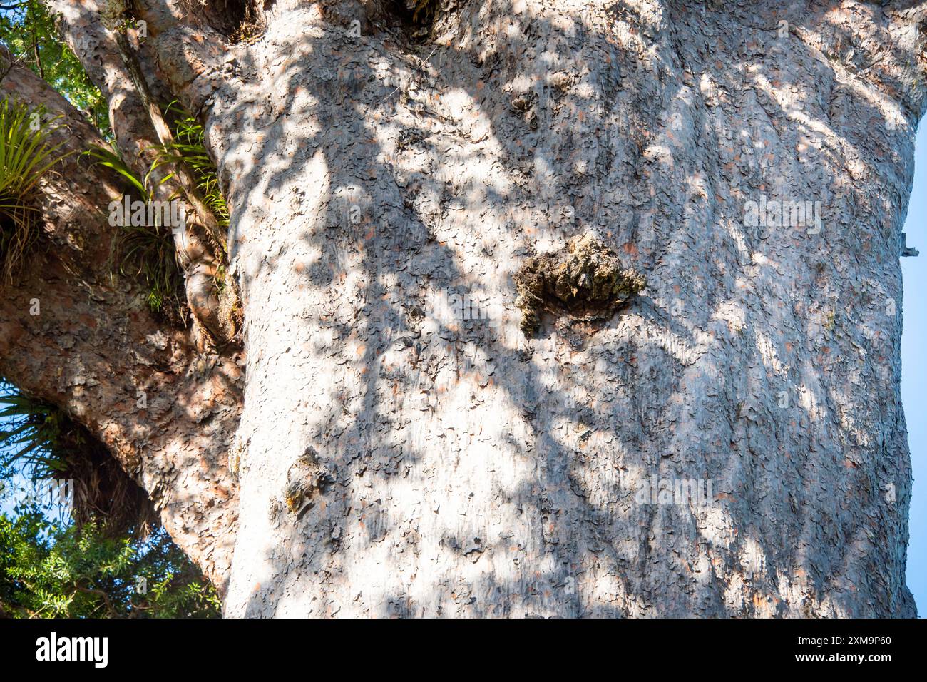 Tane mahuta tree hi-res stock photography and images - Alamy