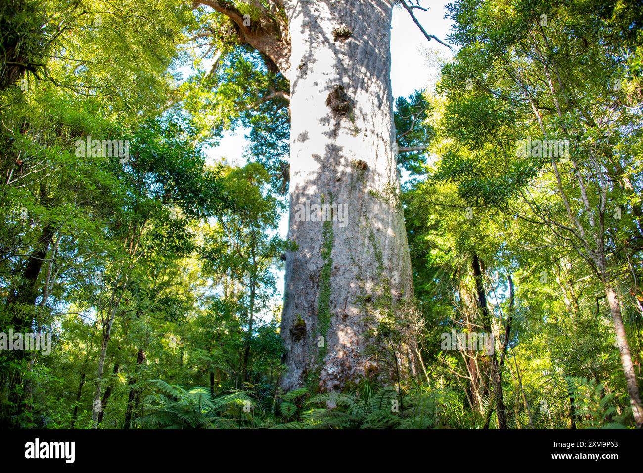 Tane Mahuta Kauri Tree - New Zealand Stock Photo - Alamy