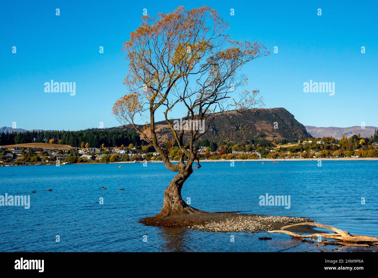 That Wanaka Tree - New Zealand Stock Photo - Alamy