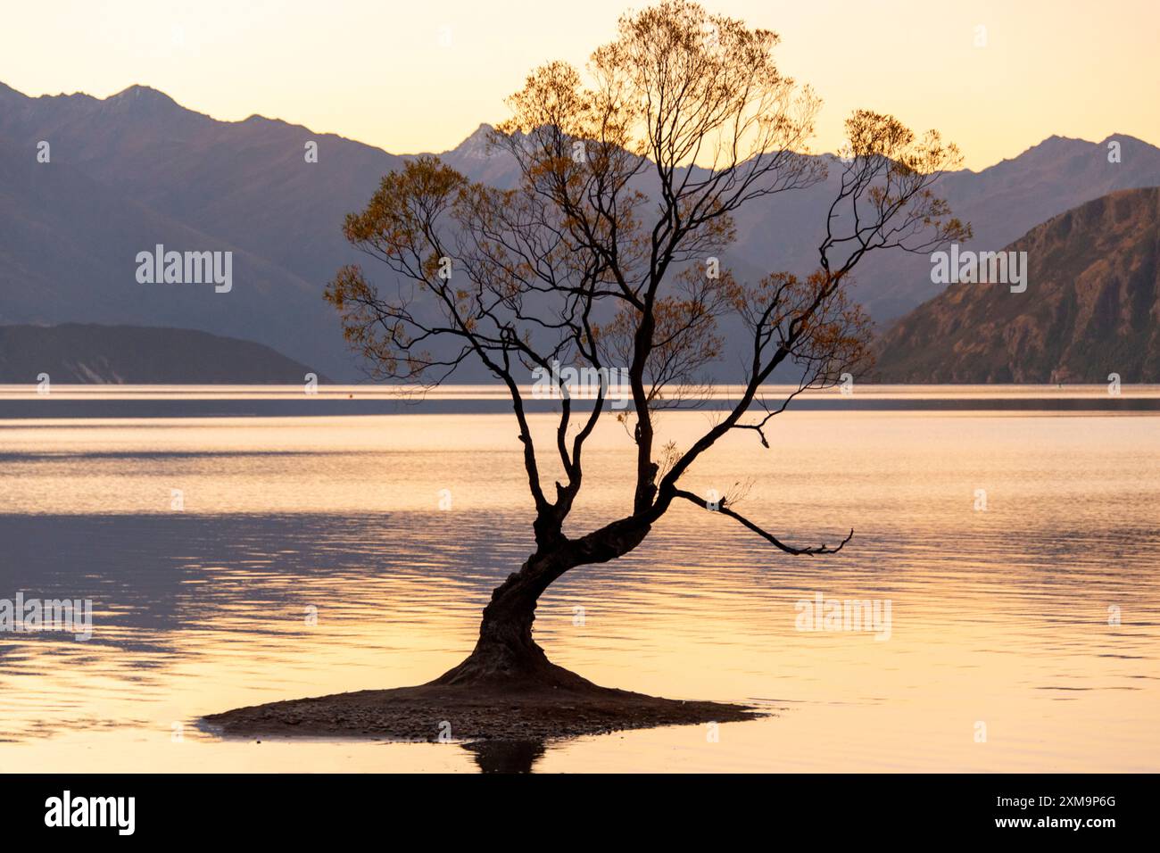 That Wanaka Tree - New Zealand Stock Photo - Alamy