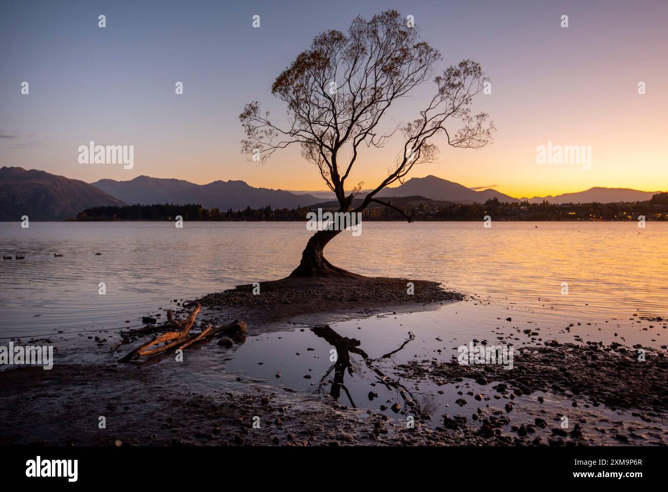 That Wanaka Tree - New Zealand Stock Photo - Alamy