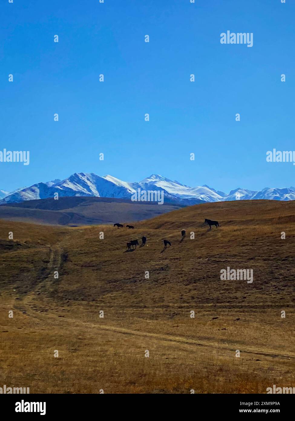 Grazing animals illustrates hi-res stock photography and images - Alamy