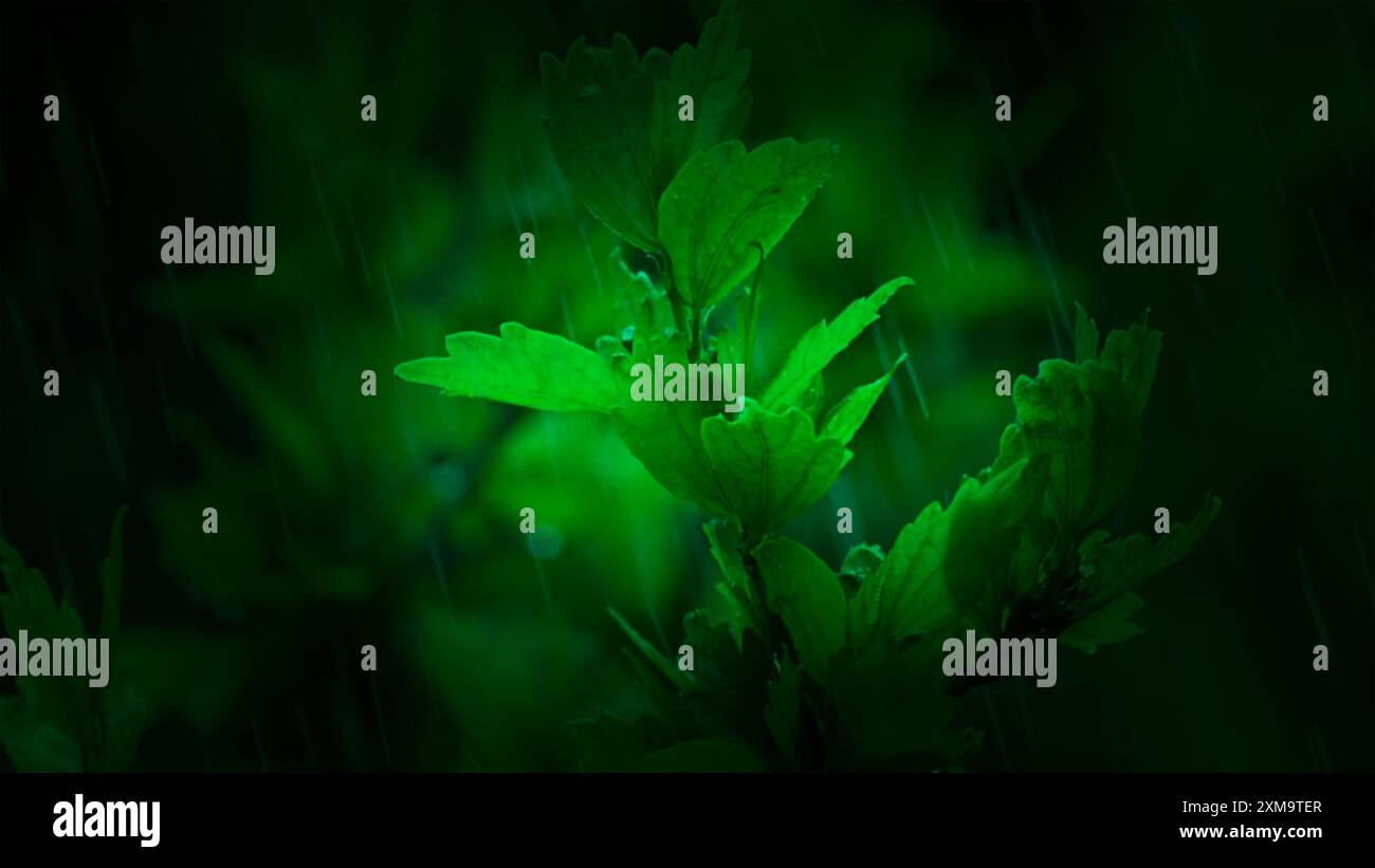 Fresh green leaves after spring rain shrouded in drops. Leaves with ...