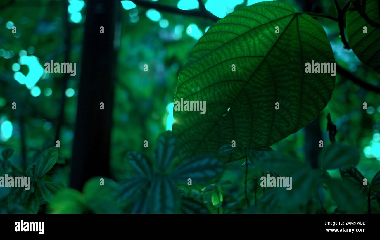 Fresh green leaves of flowers after spring rain shrouded in drops ...