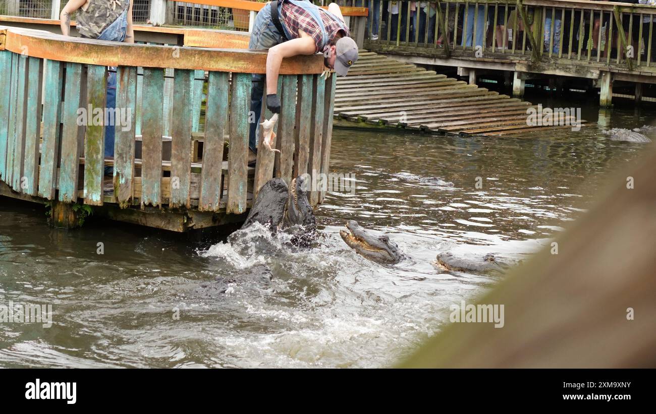 Thrilling Encounter Alligator Feeding Time at Florida Wildlife Park zoo - Miami Florida USA 03. ...