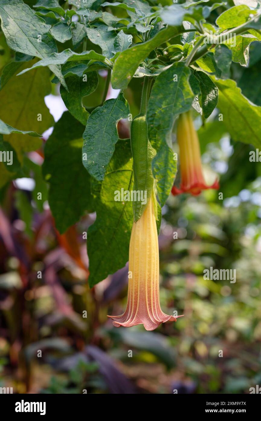 Blood red angel's trumpet Stock Photo - Alamy