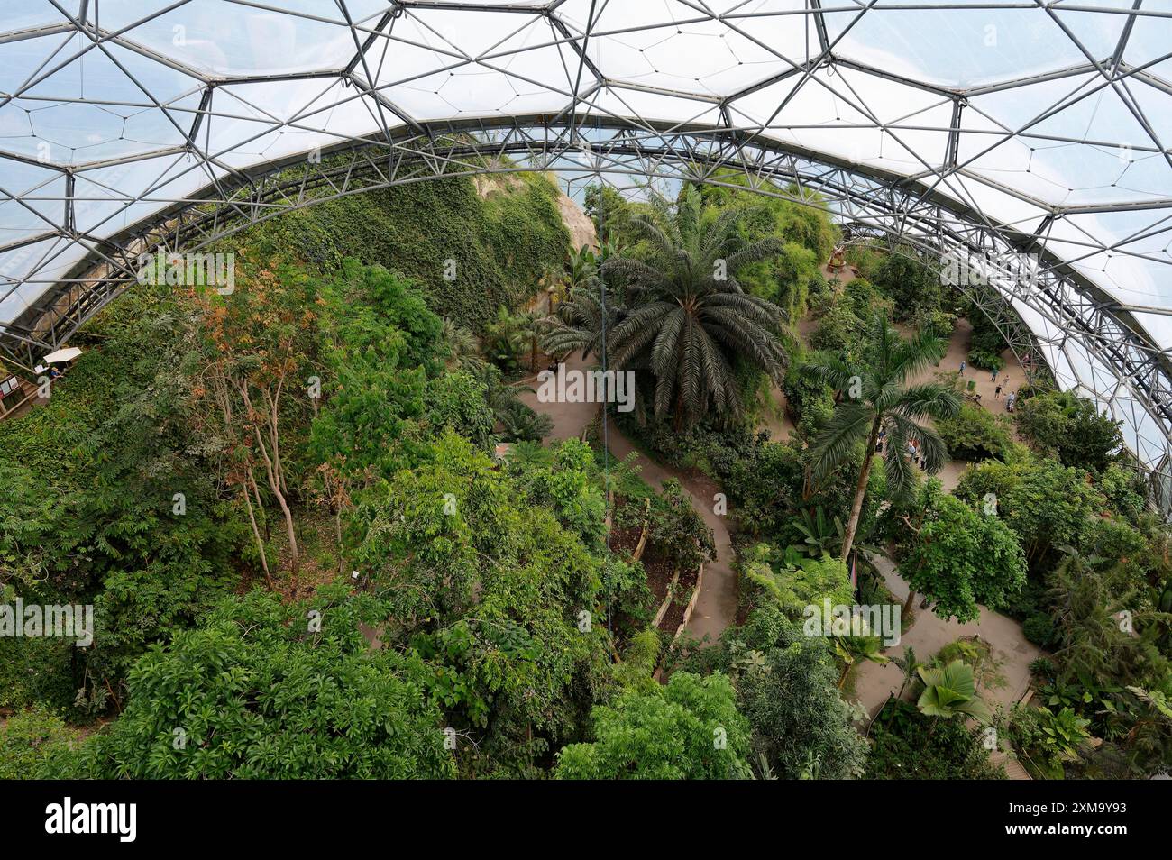 Interior view, Rainforest Biome, The Eden Project, Trethurgy, Bodelva ...