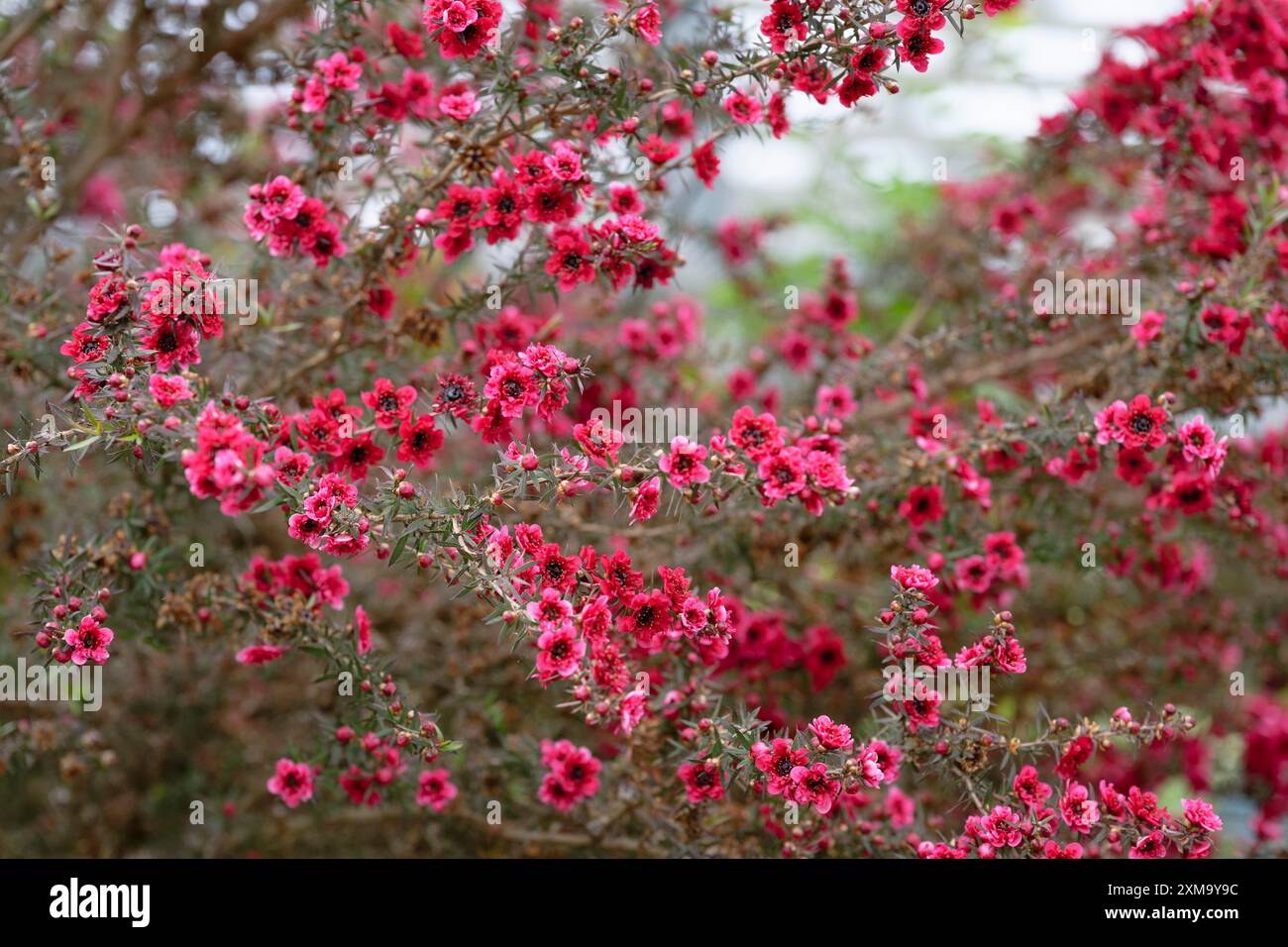 Manuka plant hi-res stock photography and images - Alamy
