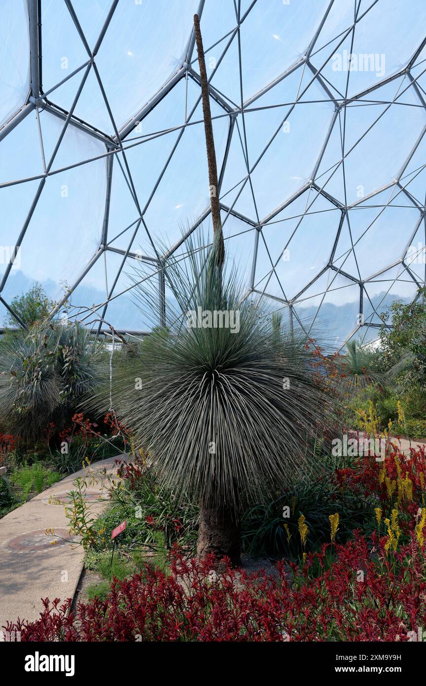 Interior view, grass tree, Mediterranean Biome, The Eden Project ...