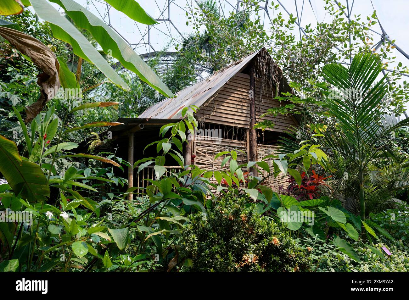 Interior view, Rainforest Biome, The Eden Project, Trethurgy, Bodelva ...
