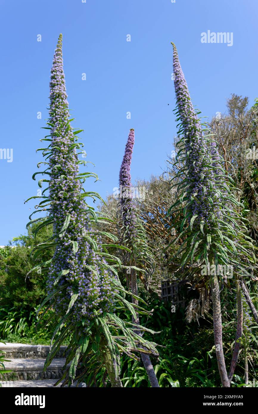 Giant viper's bugloss Stock Photo - Alamy