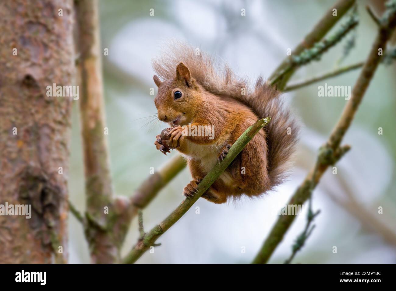 Eurasian red squirrel (Sciurus vulgaris) perching on a branch holding a ...