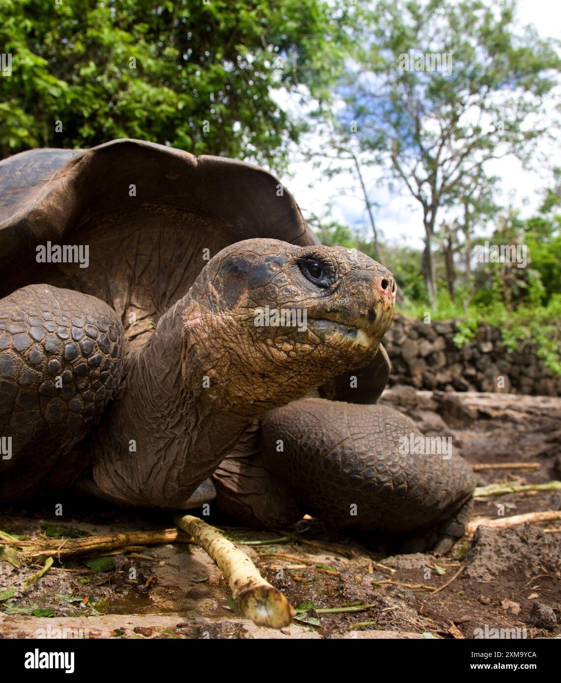Galapagos tortoise (Geochelone elephantopus). This is the largest ...
