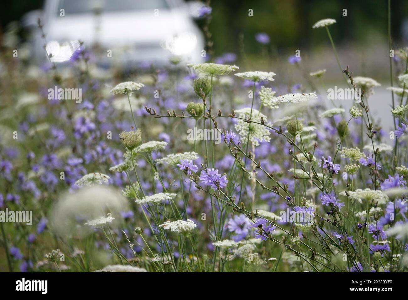 Roadside planting with chicory, July, Germany Stock Photo - Alamy