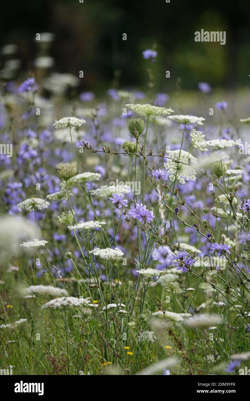 Roadside planting with chicory, July, Germany Stock Photo - Alamy