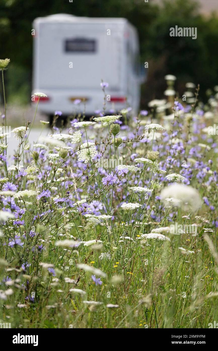 Roadside planting with chicory, July, Germany Stock Photo - Alamy