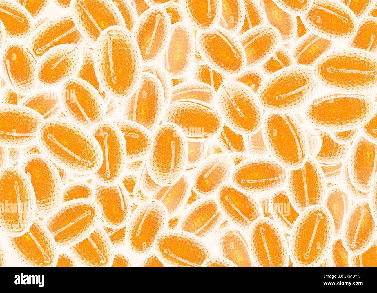 Plant parts illustration hi-res stock photography and images - Alamy