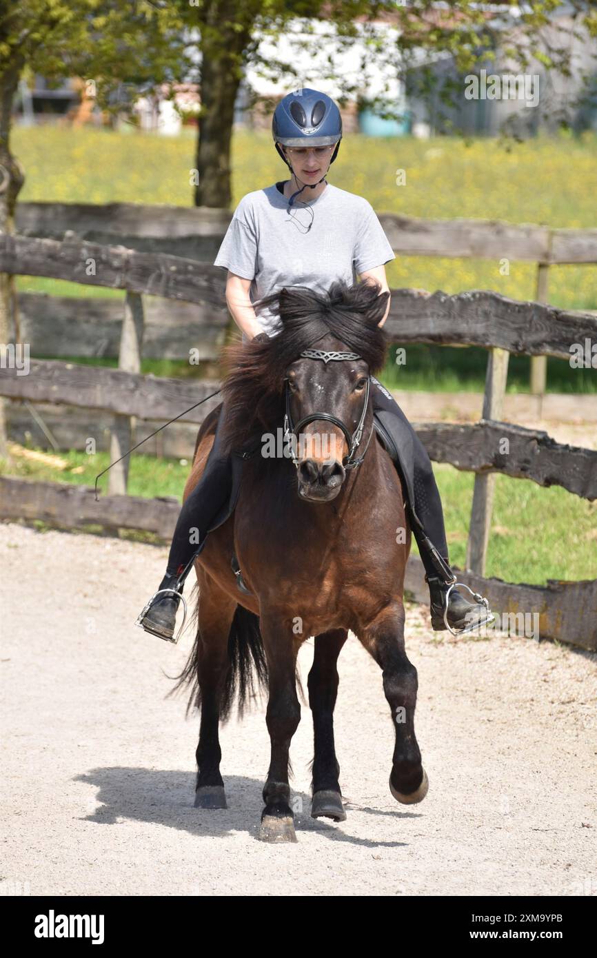 Young rider training with an Icelandic horse at toelt on an oval track ...