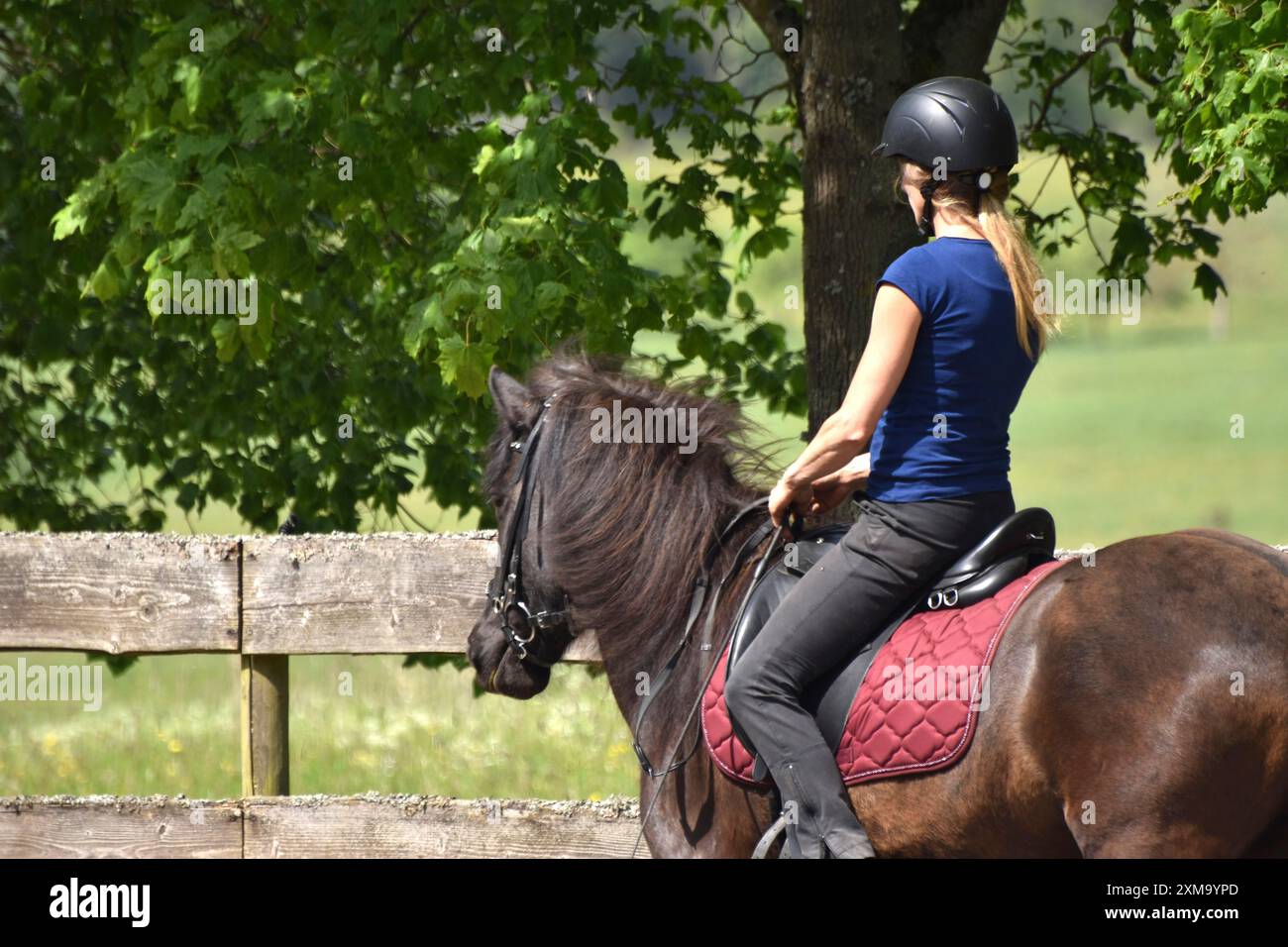 Partial view of rider and Icelandic horse during training on the oval ...