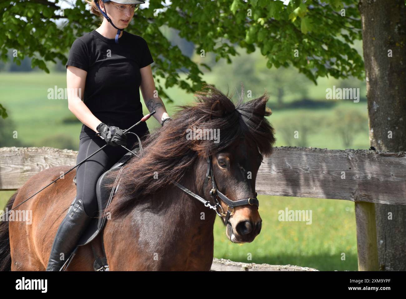 Partial view of rider and Icelandic horse during training on the oval ...