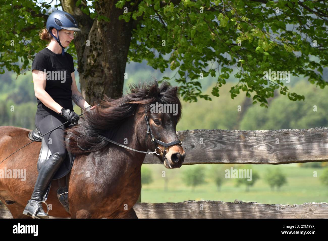 Partial view of rider and Icelandic horse during training on the oval ...