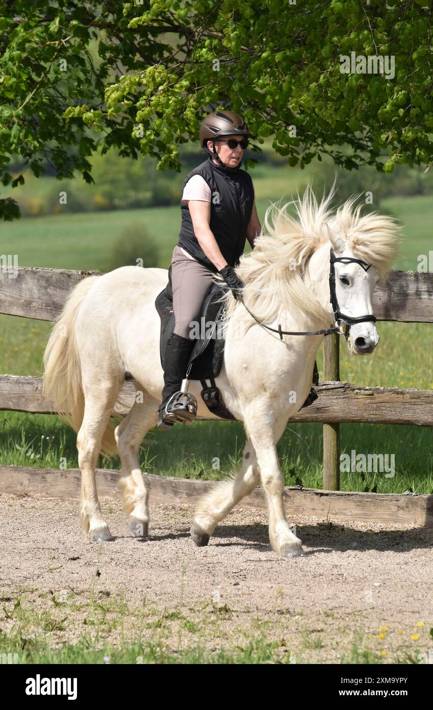 Older female rider training an Icelandic horse at walking pace on an ...