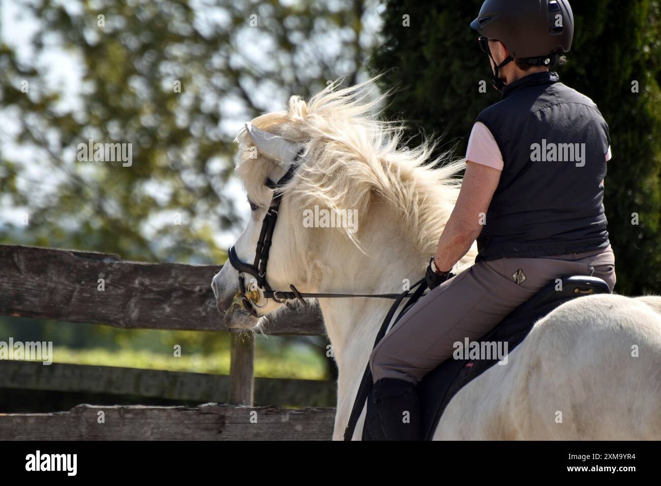 Partial view of rider and Icelandic horse during training on the oval ...