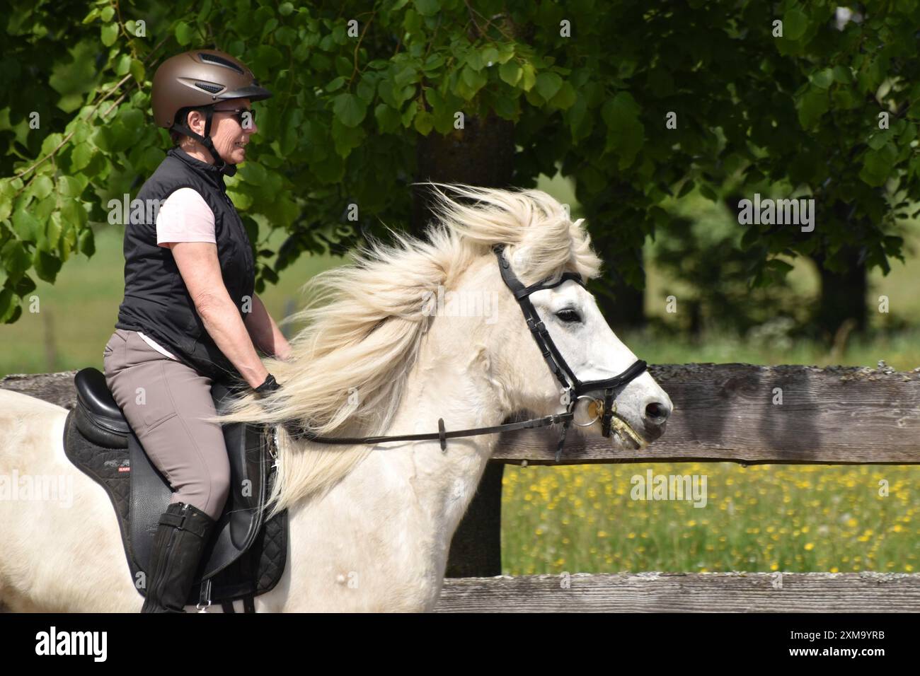 Partial view of rider and Icelandic horse during training on the oval ...
