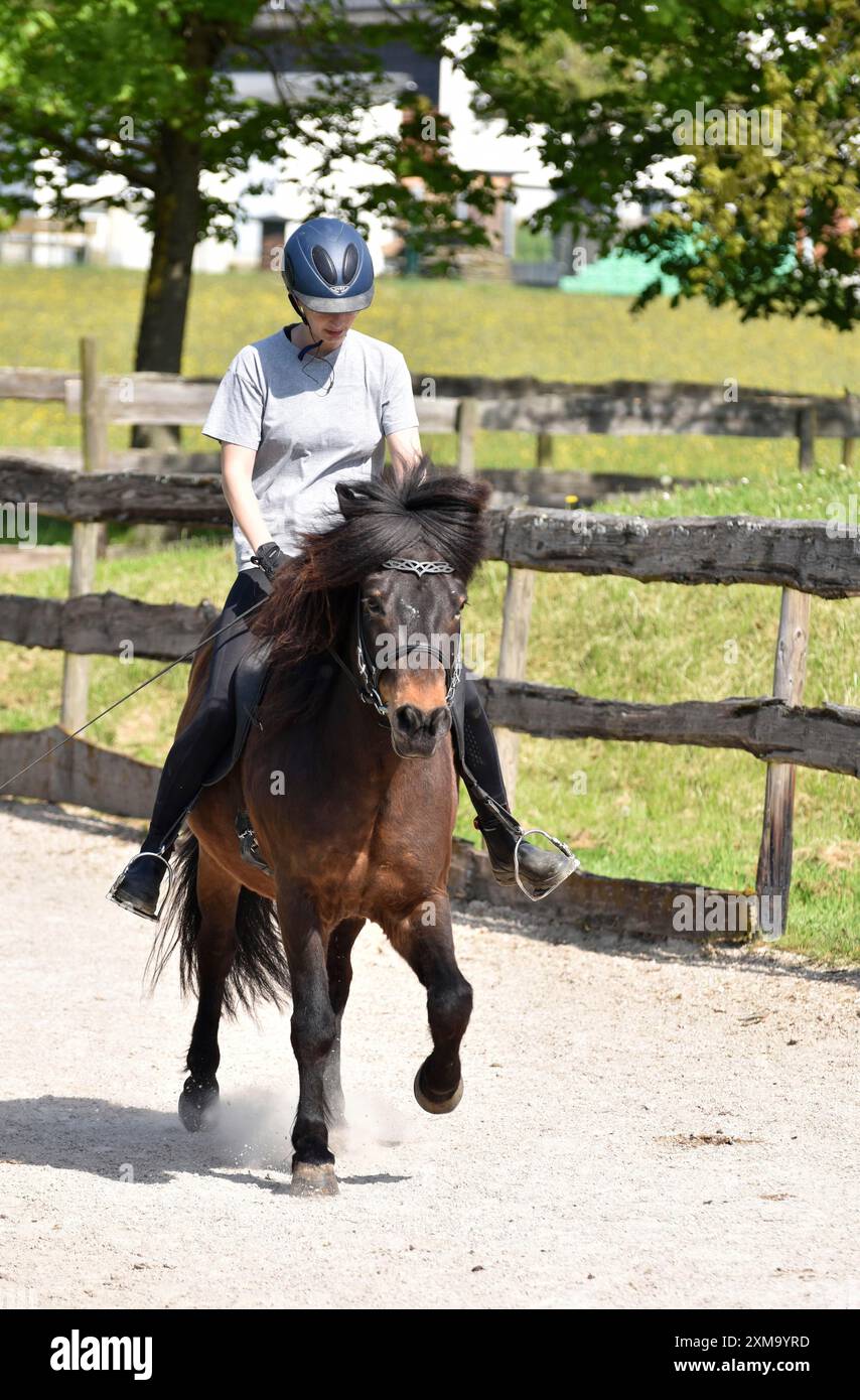 Young rider training with an Icelandic horse at toelt on an oval track ...