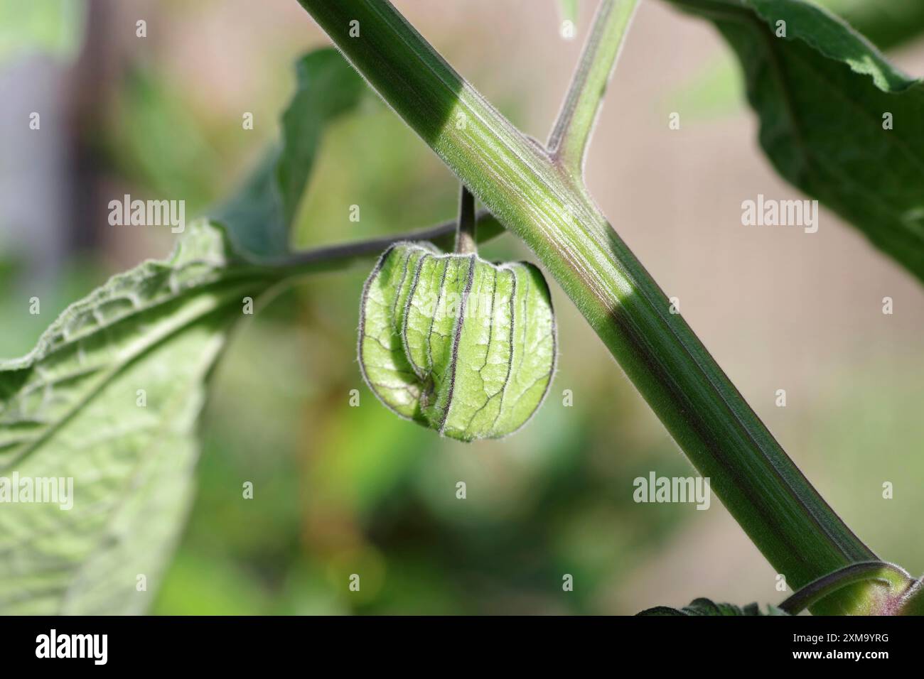 Physalis peruviana plant hi-res stock photography and images - Alamy