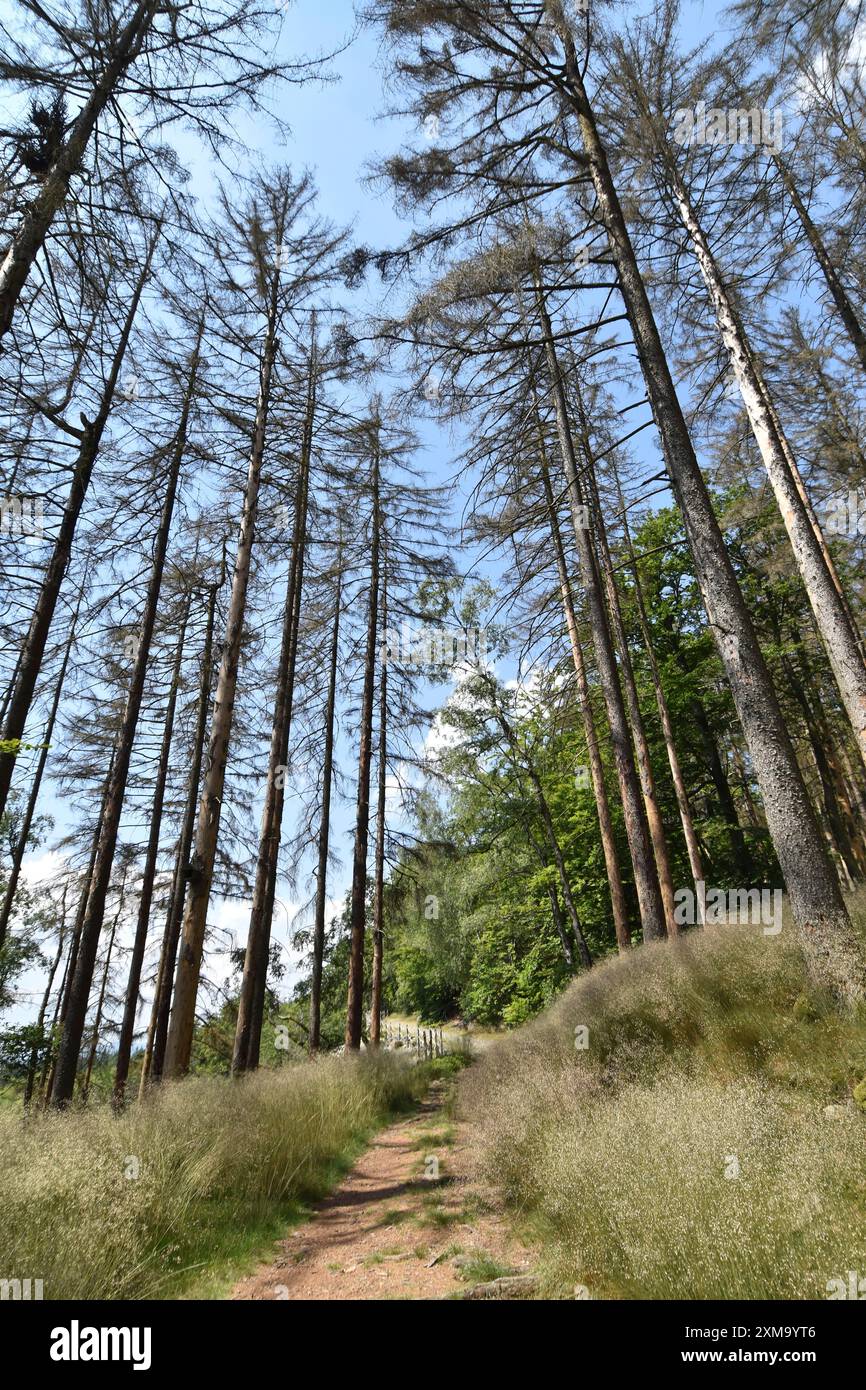 Forest dieback in the Hunsrueck-Hochwald National Park with dead ...