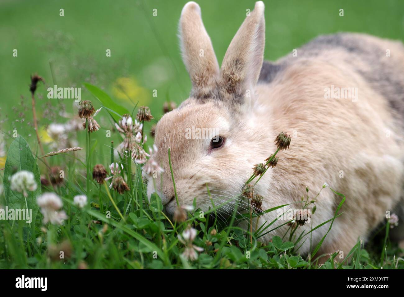 Rabbit (Oryctolagus cuniculus domestica), pet, portrait, grass, eating ...