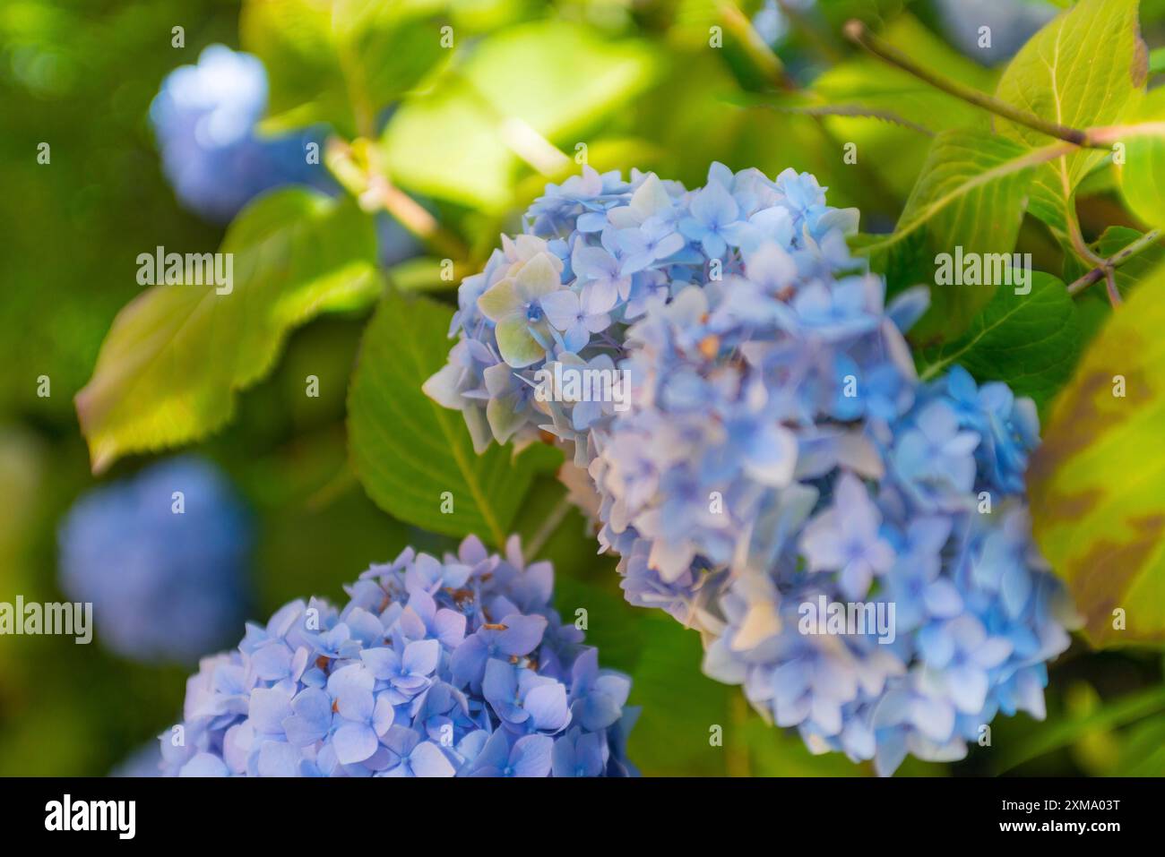 Bigleaf hydrangea (Hydrangea macrophylla), also known as garden ...