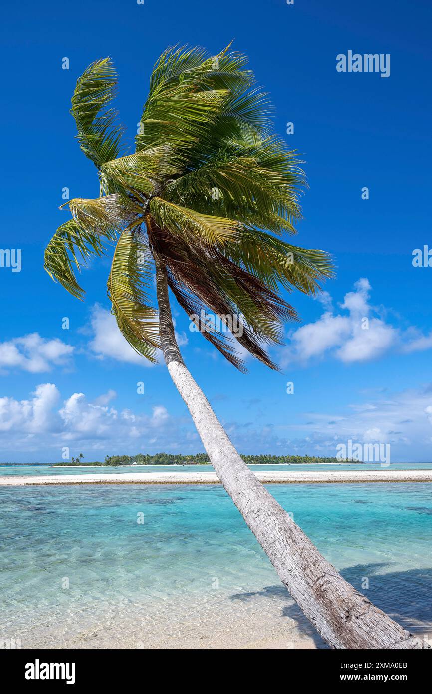Coconut palm (Cocos nucifera), behind it a sandbank and a motu, Tikehau ...