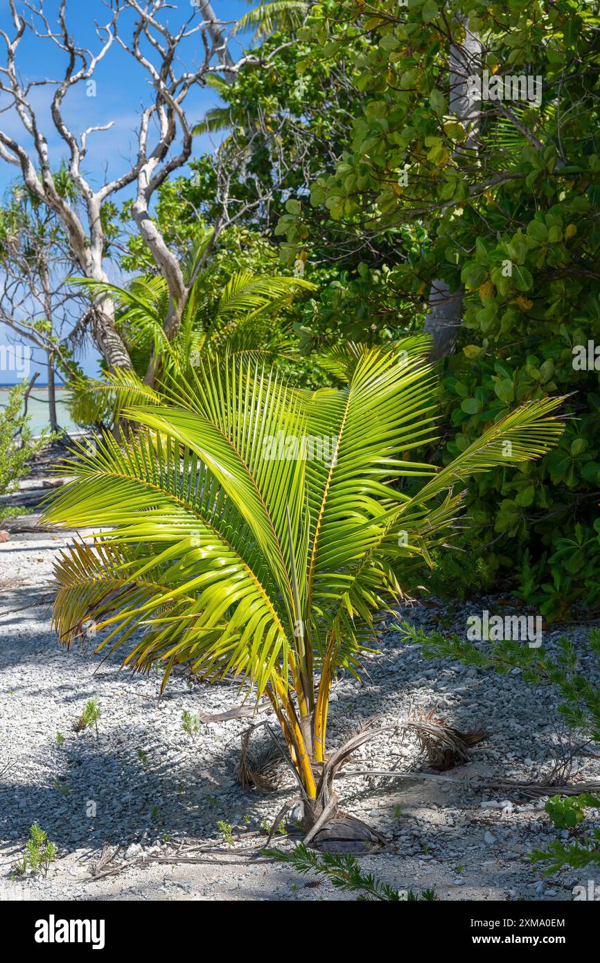 Coconut palm (Cocos nucifera), young and growing out of the coconut ...