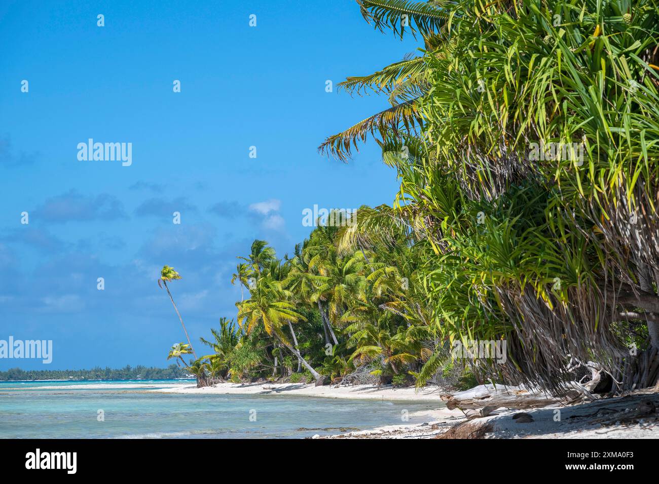 Forest with lush tropical vegetation, Tikehau, Atoll, Tuamotu ...