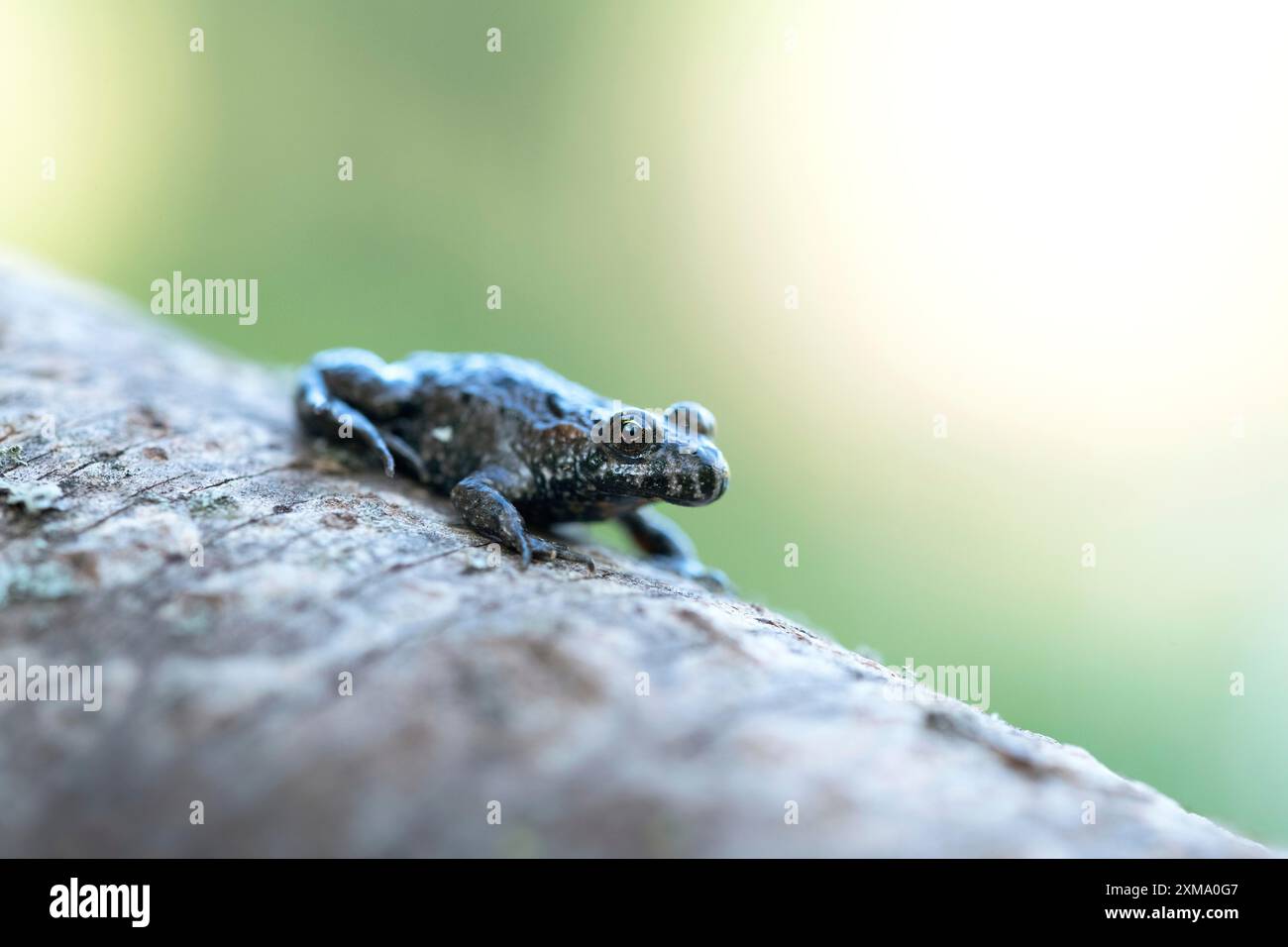 European fire-bellied toad (Bombina bombina), on dead wood, Doberlug ...