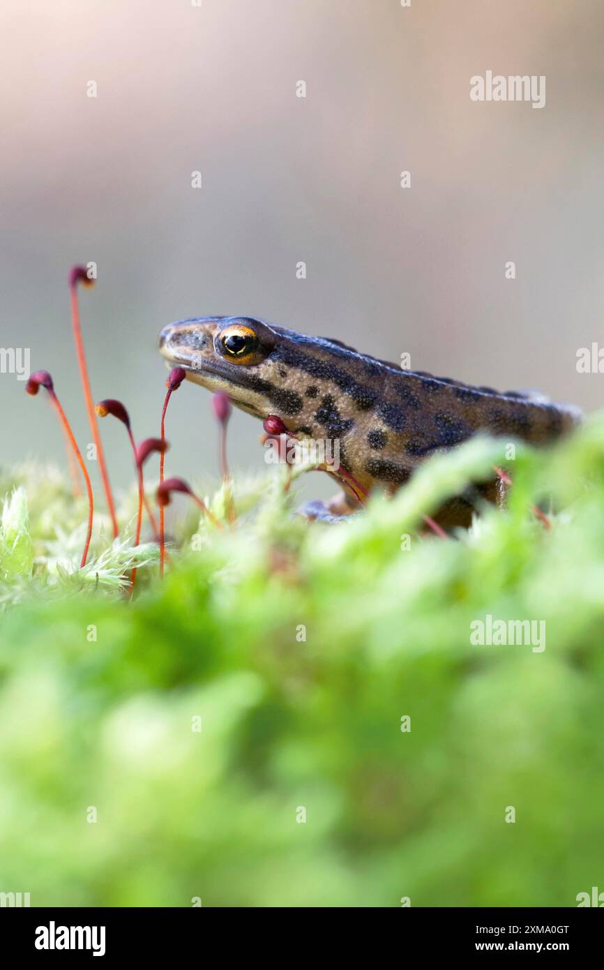 Common newt (Lissotriton vulgaris), in the moss on the way to the ...