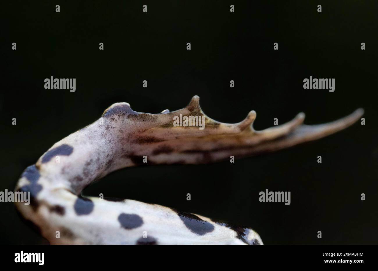 Green frog (Rana esculenta), close-up of identification feature heel ...