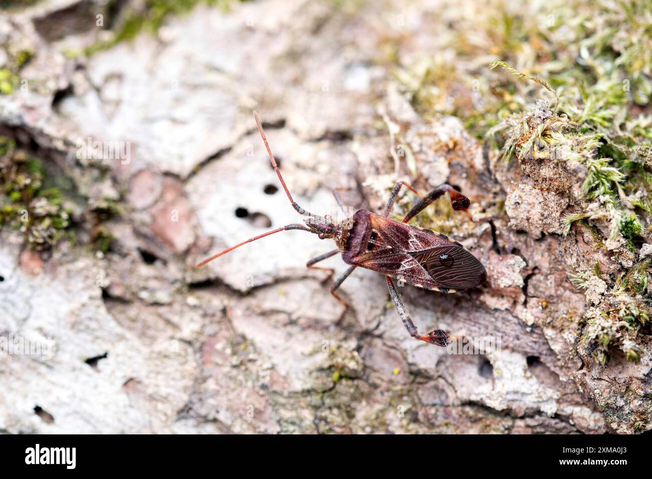 Western conifer seed bug (Leptoglossus occidentalis), sitting on bark ...