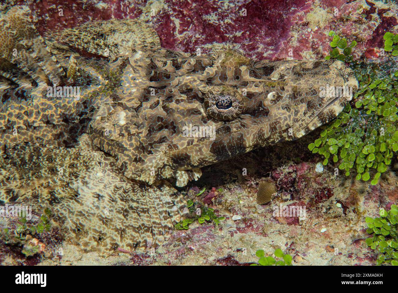 Head of juvenile crocodile fish (Papilloculiceps longiceps), Pacific ...