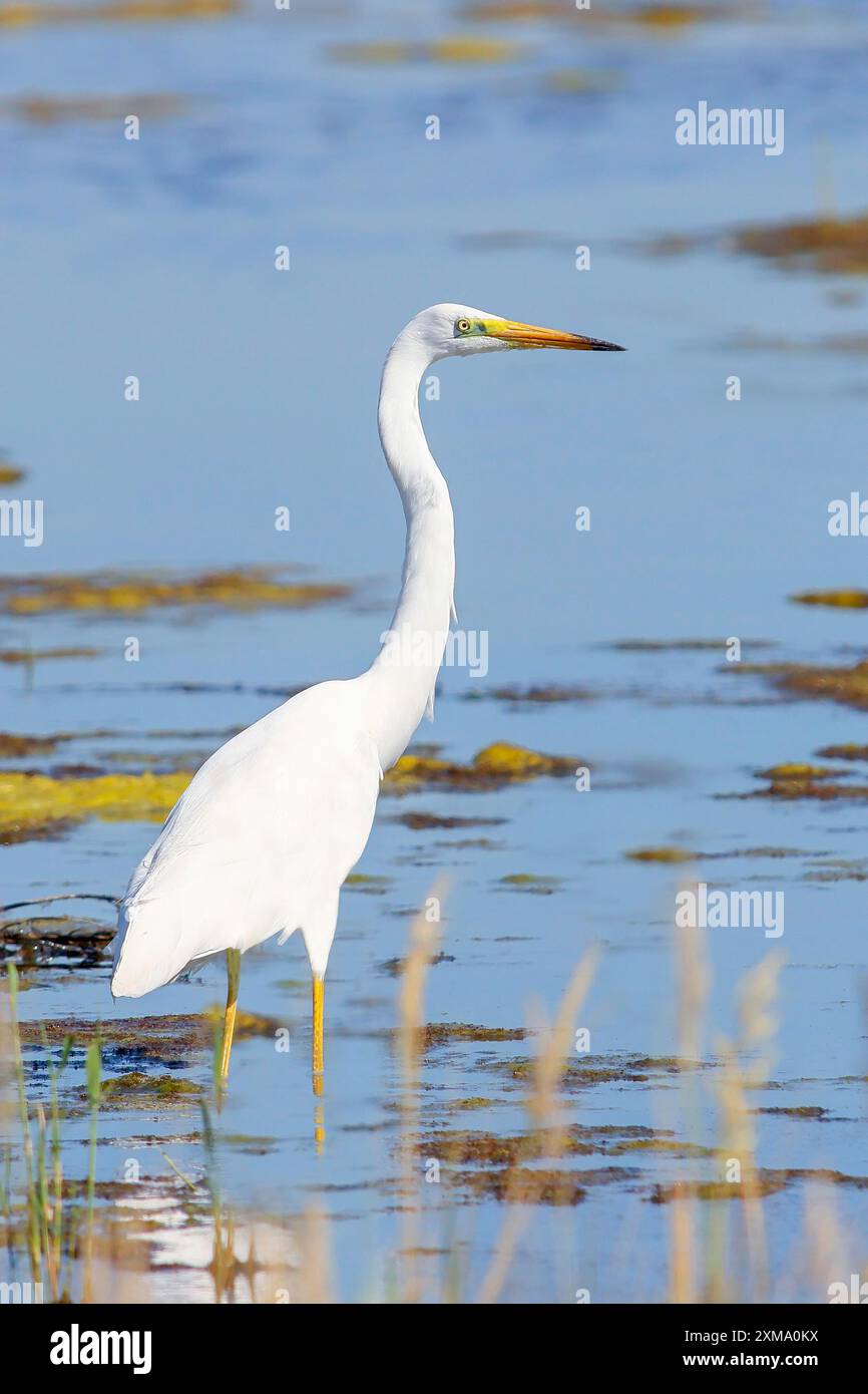 Great egret (Ardea alba) standing at attention in shallow water ...